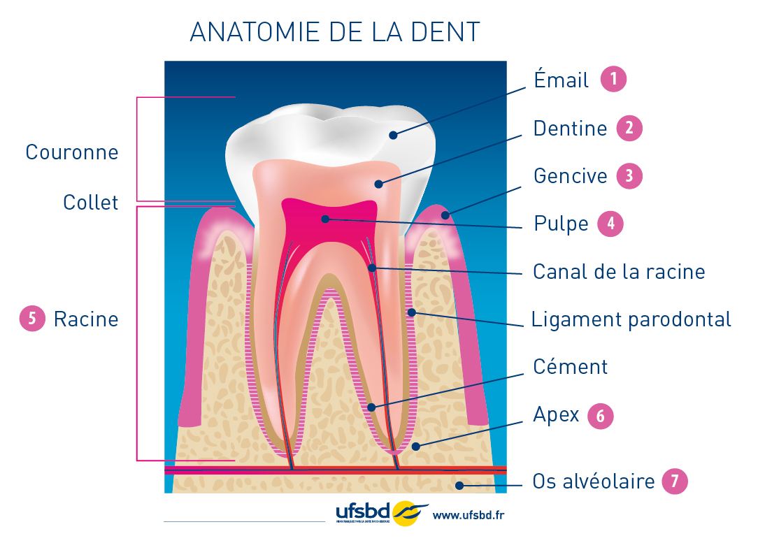 Anatomie de la dent, nom et fonction des dents, éruption des dents… les dents n’auront bientôt ...